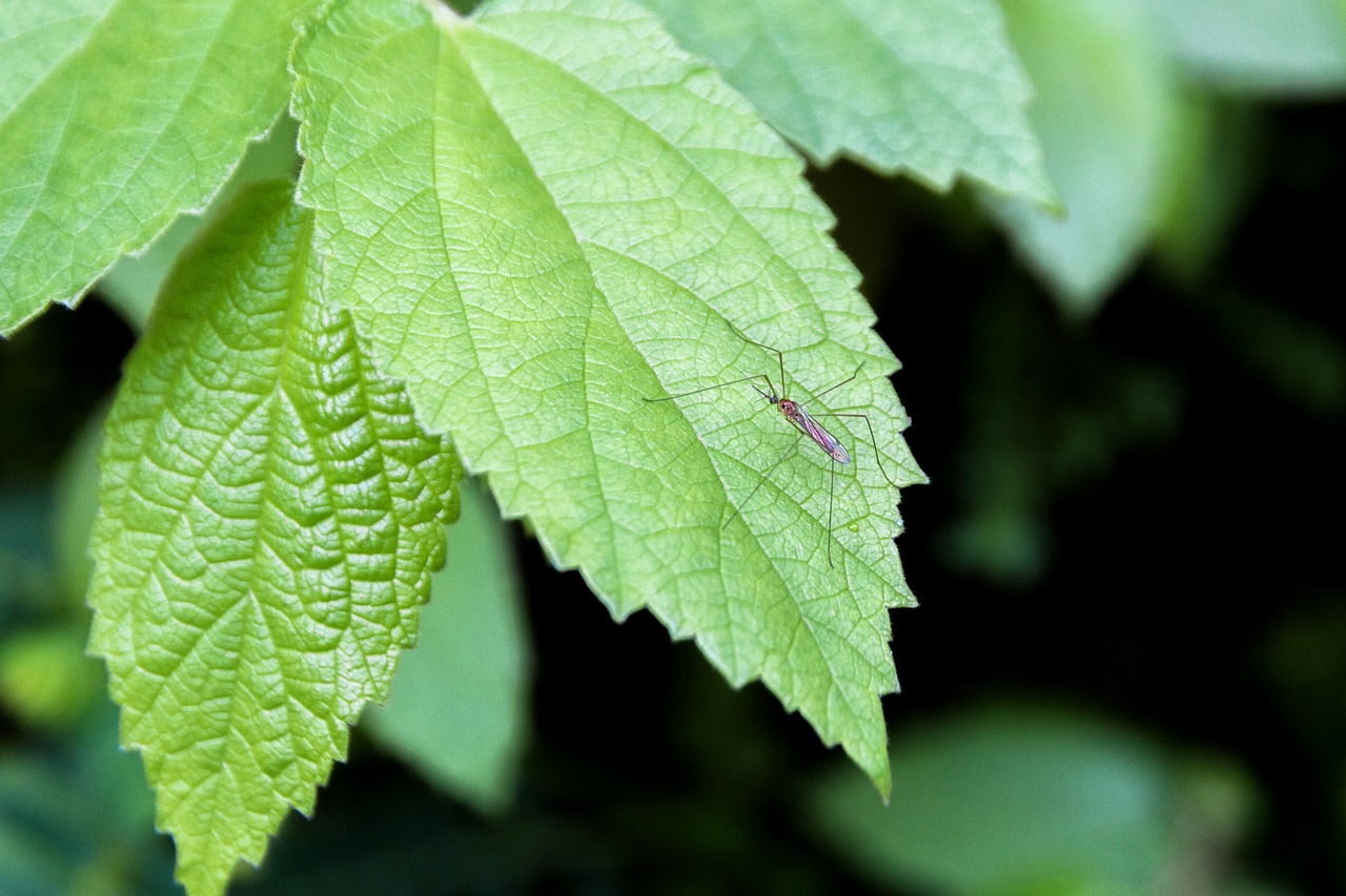 Mosquitoes In Italy: Tips On How To Survive Them | A Sprinkle Of Italy